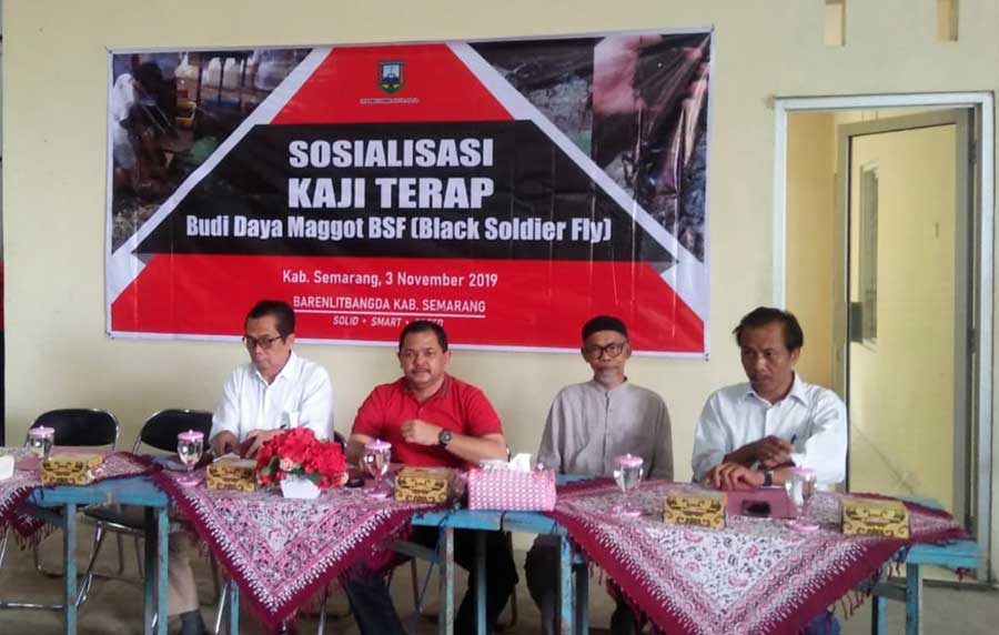 Kurangi Sampah Organik, Pemkab Semarang Kembangkan Budi Daya Maggot BSF ...