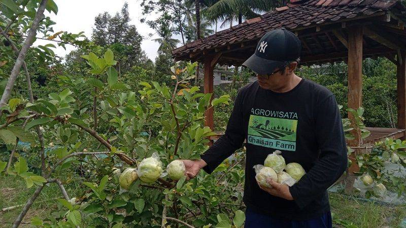 Agrowisata Ghaisan Farm Borobudur Tawarkan Wisata Petik Jambu Kristal ...